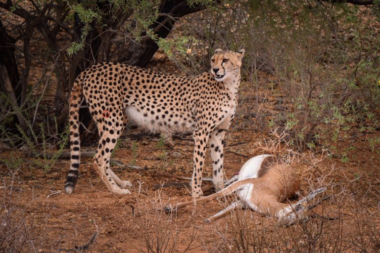 INGULULE | ESTERER AFRICAN DIARY