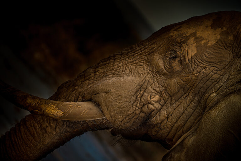 INKUNZI - ESTERER AFRICAN DIARY