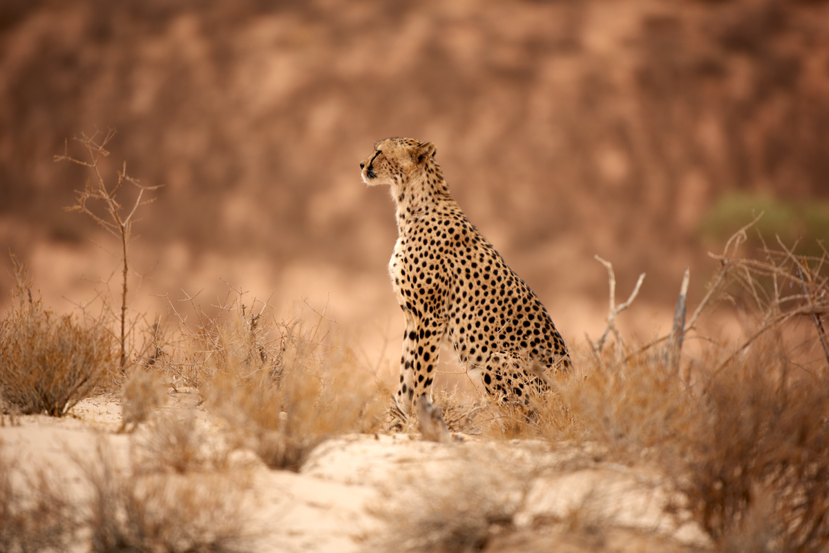 INGULULE II / Acrylic/Perspex Print - ESTERER AFRICAN DIARY